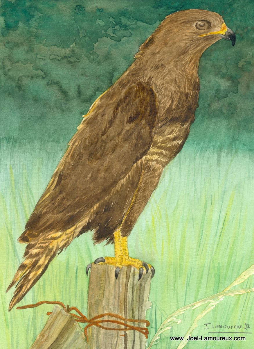 Buse variable